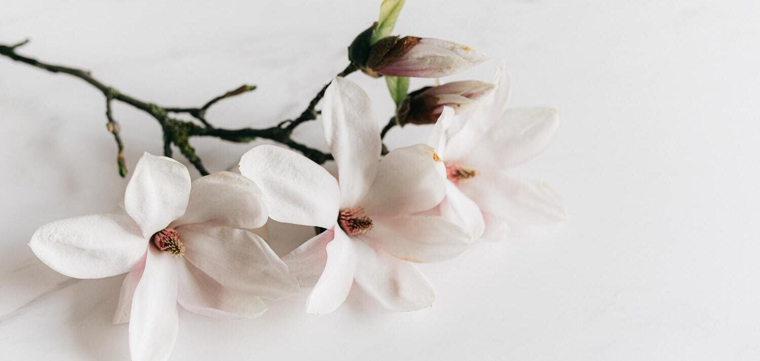 Perfumes with Magnolia Discover their Irresistible Aromas – divain®