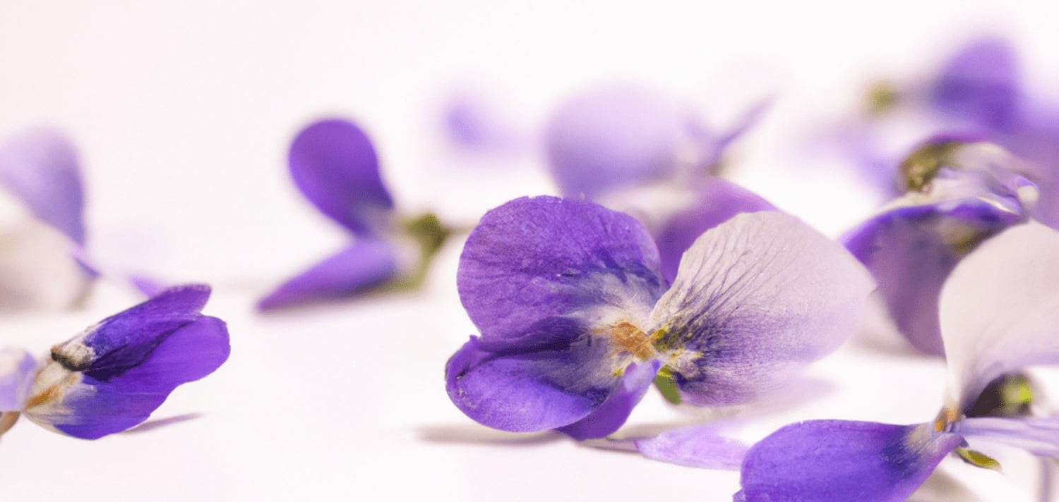 7 Very Elegant Violet Perfumes That Captivate 🧡 – divain®