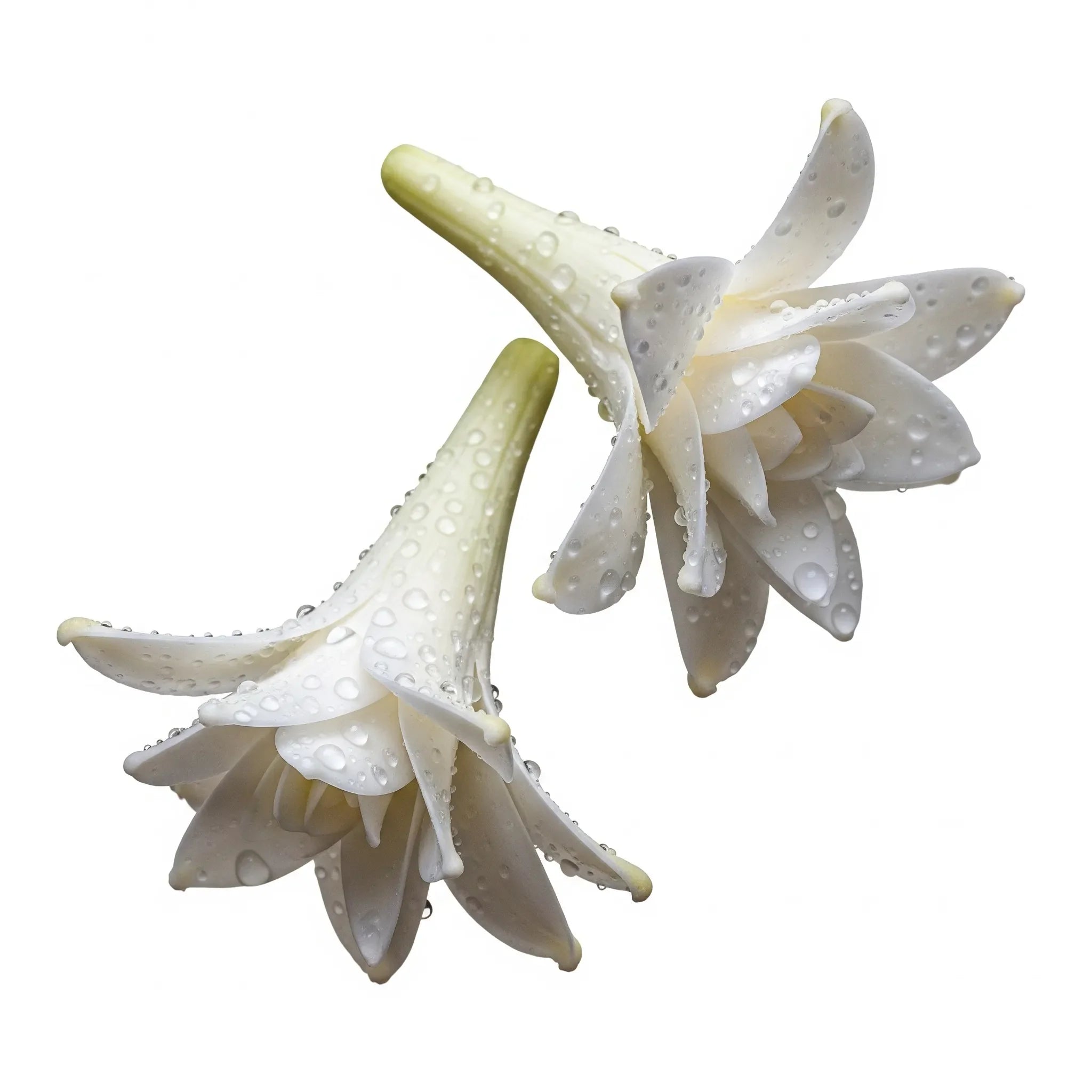 Tuberose Perfumes | The most carnal and seductive flower – divain®